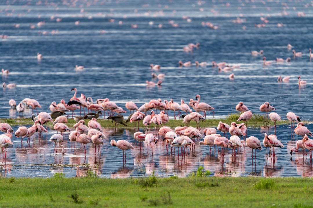 Lac nakuru : paradis des flamants roses | JARP.fr