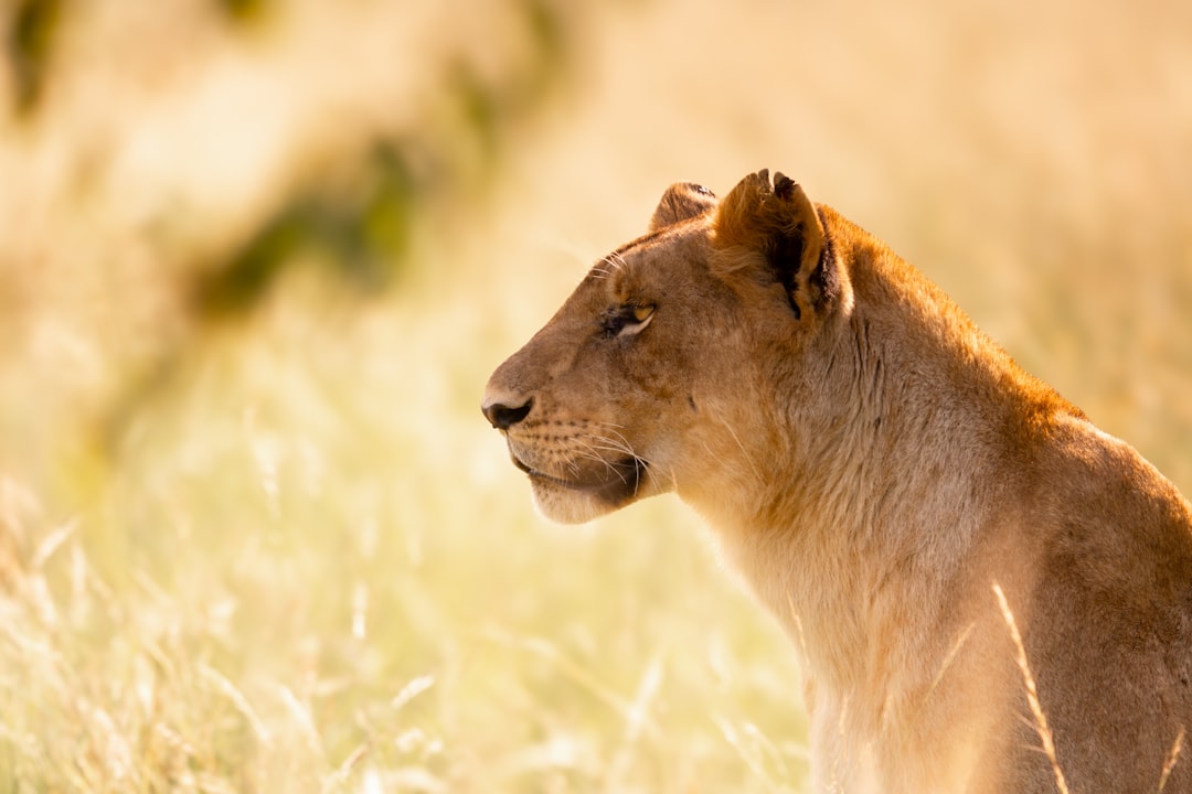 Masai mara : guide du parc national | JARP.fr