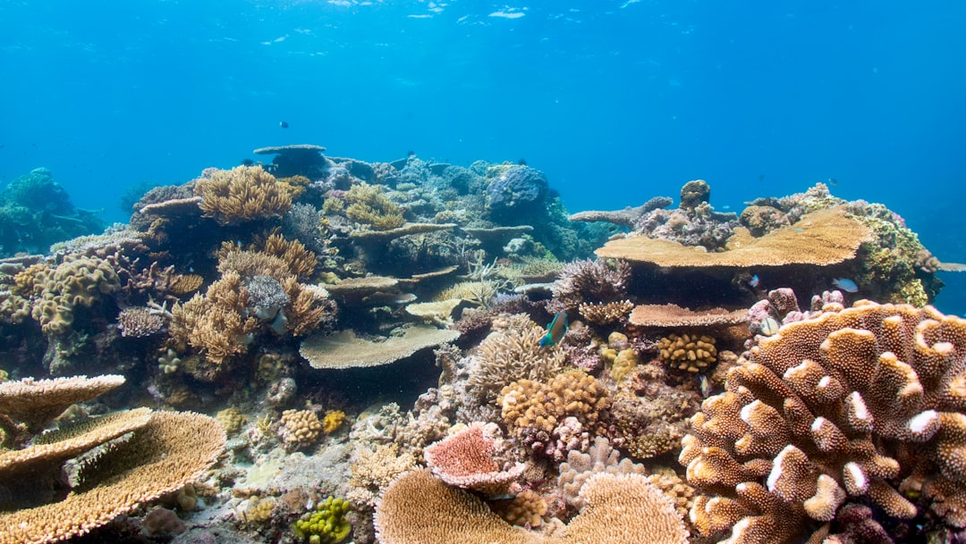 Grande barrière de corail : guide complet | JARP.fr